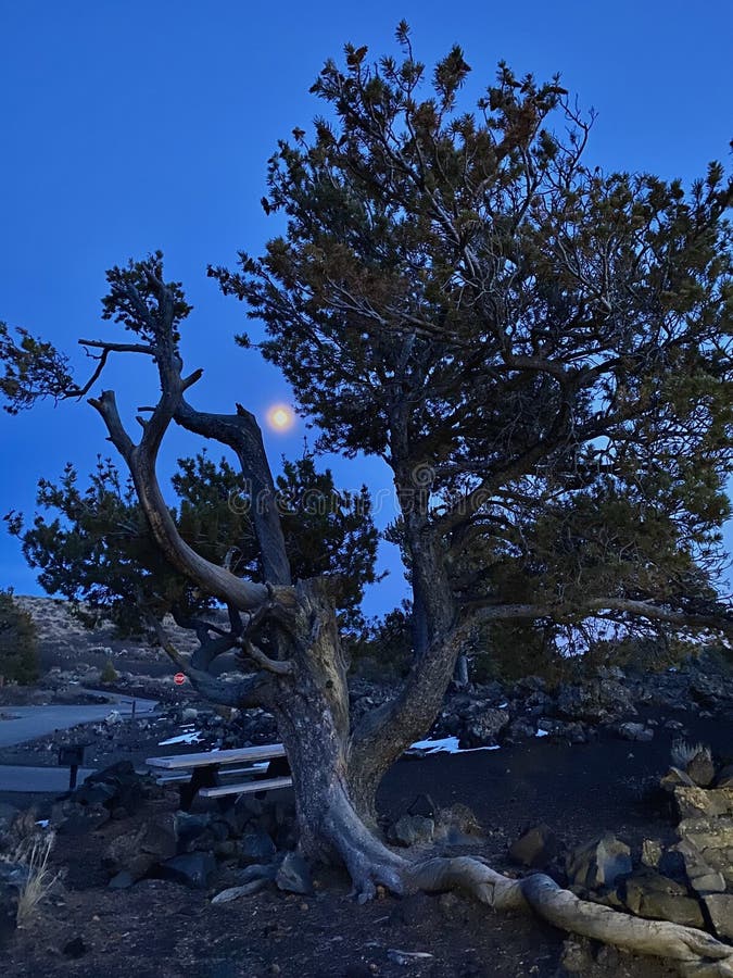 Blue Sky with Juniper Tree and Moon Stock Photo - Image of cloud ...