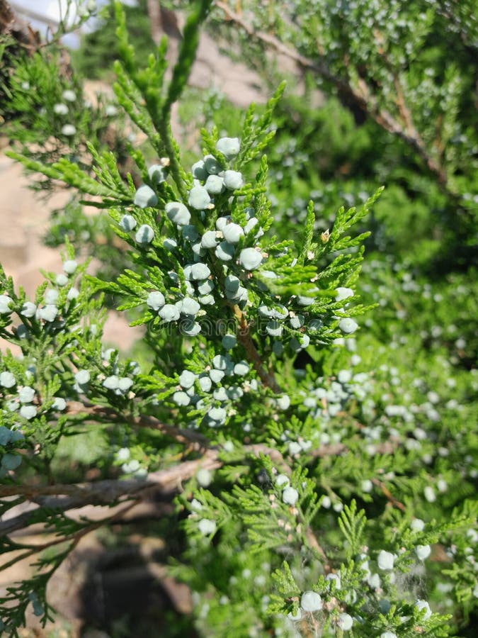 Juniper Tree Branch with Berries Stock Image - Image of environment ...