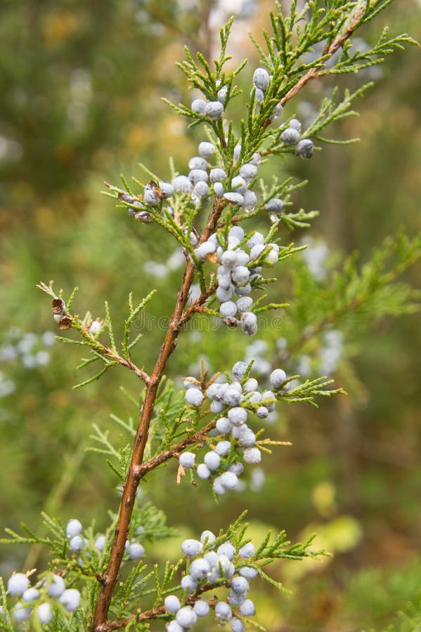 Juniper Berries ( Juniperus Communis) on the Branch of a Tree in Autumn ...