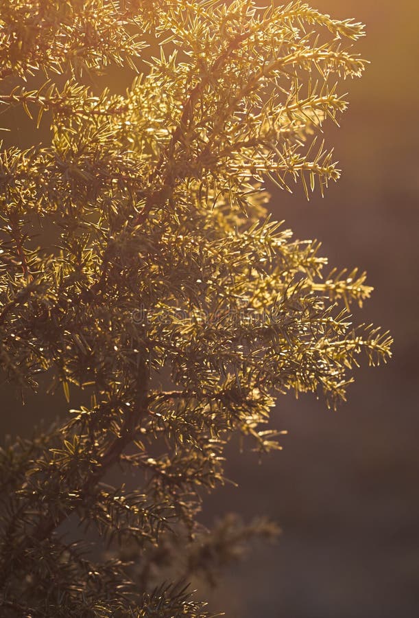 A Juniper Tree Branch at Sun Light in the Autumn Evening Stock Image ...