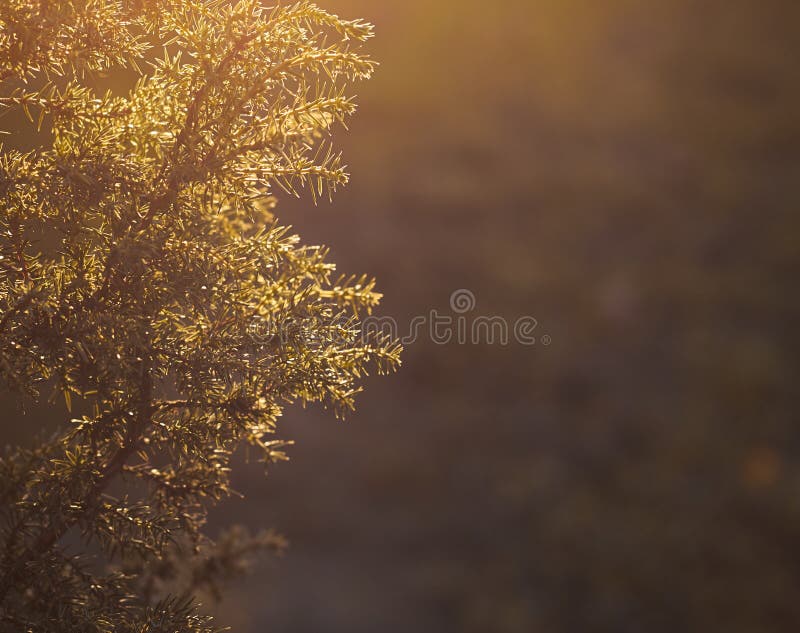 A Juniper Tree Branch at Sun Light in the Autumn Evening Stock Image ...