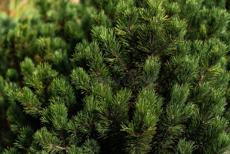 Juniper Tree Branch Texture Green Needle Background. Bush is Evergreen ...