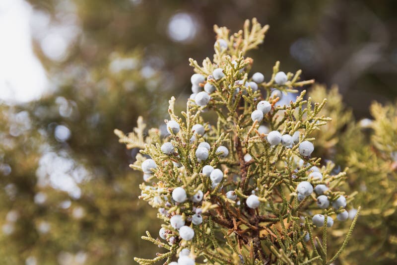 Juniper Tree Branches, Juniper Berries, Western Juniper Berry Tree ...