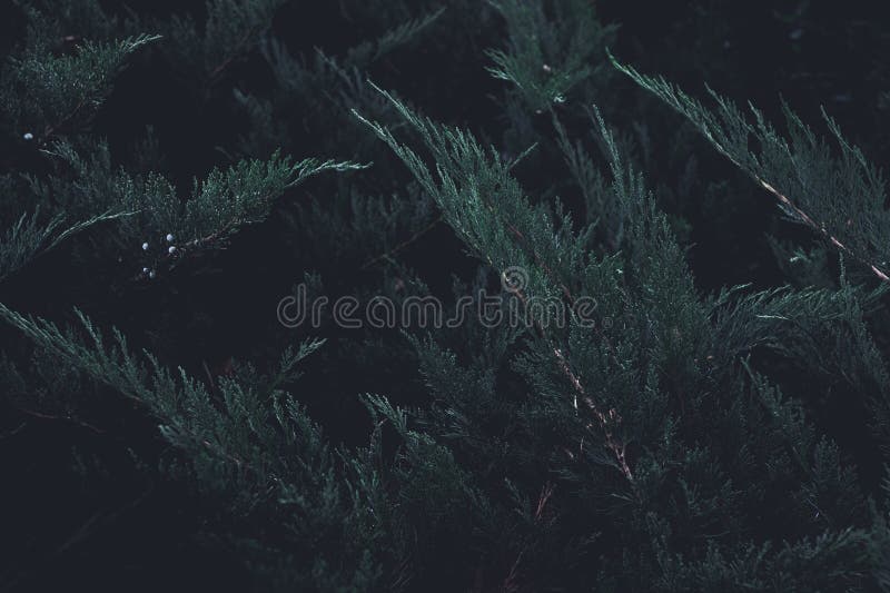 Juniper Tree Bush Branches in the Park Stock Photo - Image of green ...