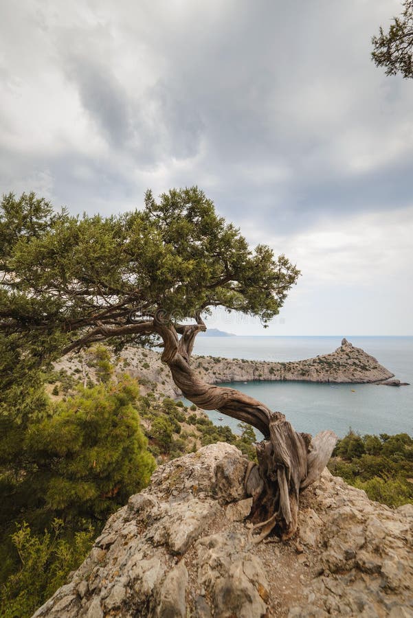 Juniper tree on a cliff stock photo. Image of landscape - 161771524