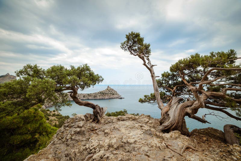 Juniper tree on a cliff stock photo. Image of beach - 161771562