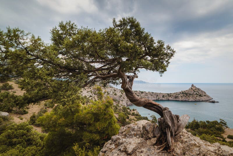 Juniper tree on a cliff stock image. Image of mountain - 161996887