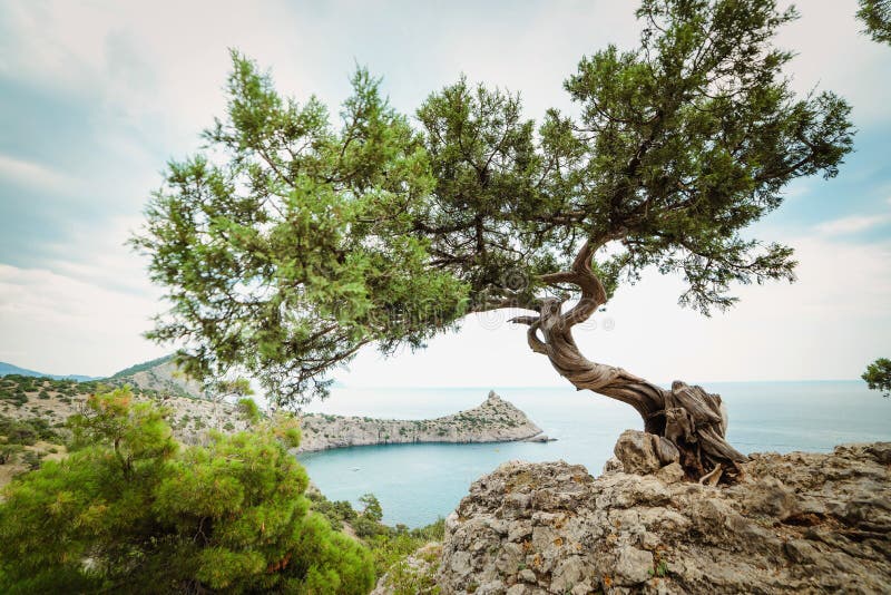 Juniper tree on a cliff stock image. Image of nature - 163129181