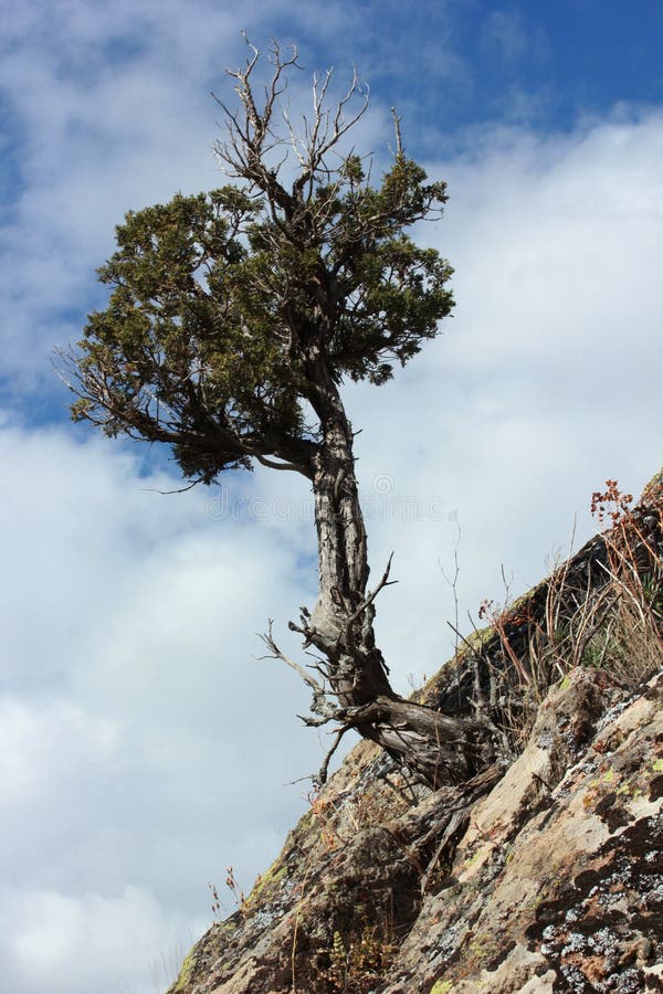 Juniper tree stock photo. Image of landscape, land, climate - 188875134