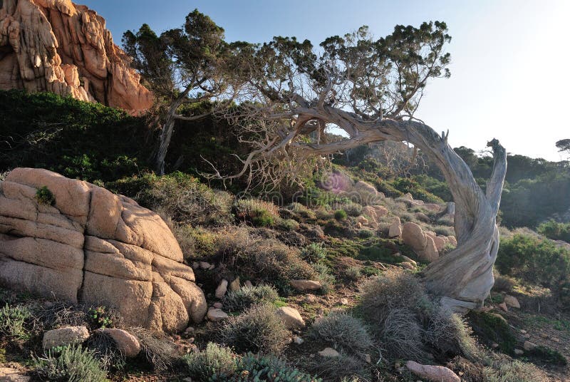 The Juniper Tree on the Coast between Cala Rossa and Cala Tinnari Stock ...