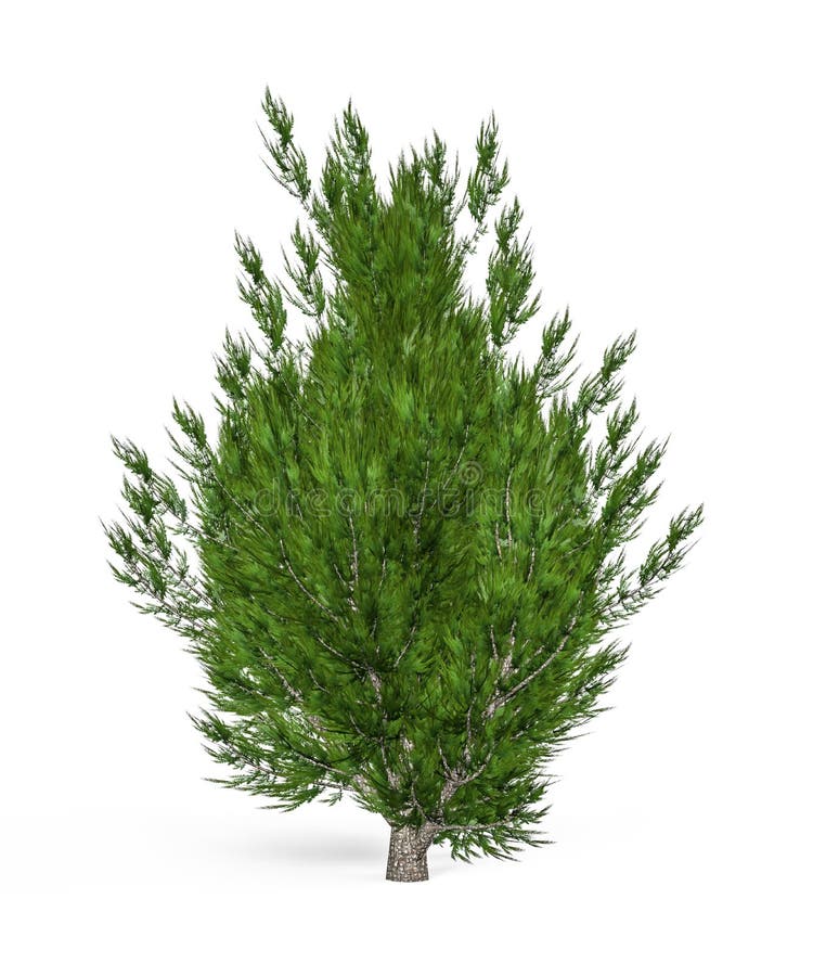 Juniper Tree Common Isolated on White Background Stock Illustration ...