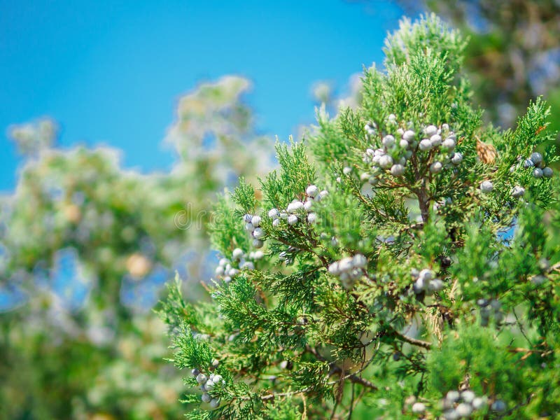 Juniper Tree with Cones on the Branches Stock Image - Image of juniper ...