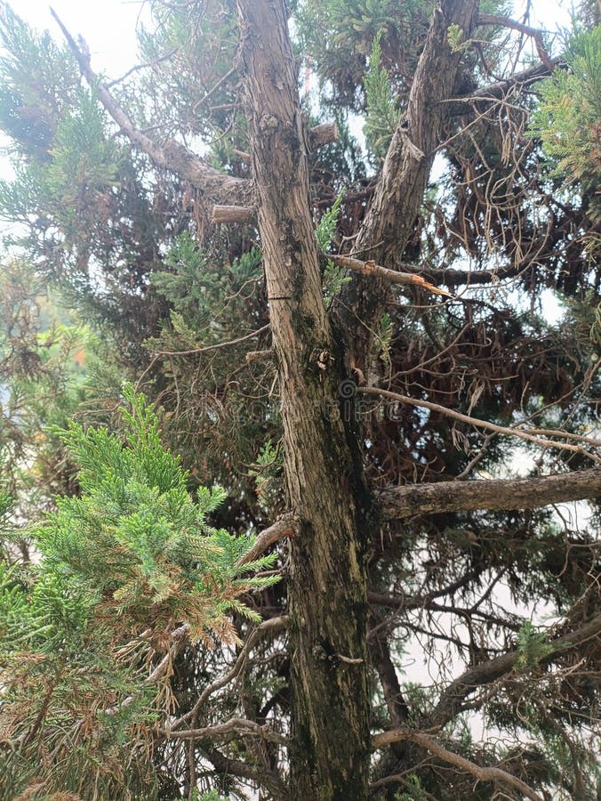 Juniper Tree Conifer Evergreen Bark Foliage Branches Stock Photo ...