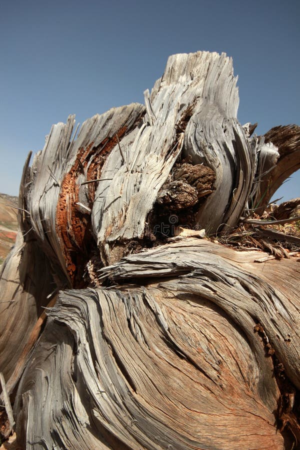 Juniper tree stock photo. Image of abstract, heat, plant - 188436480