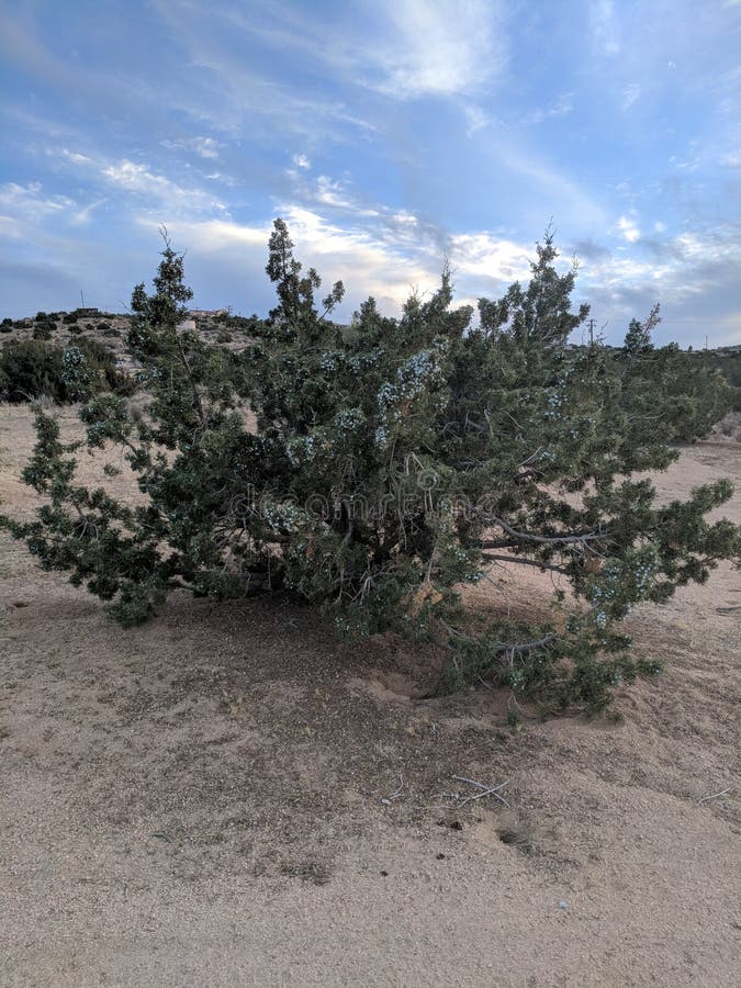 Juniper Tree stock image. Image of juniper, blooming - 114947539
