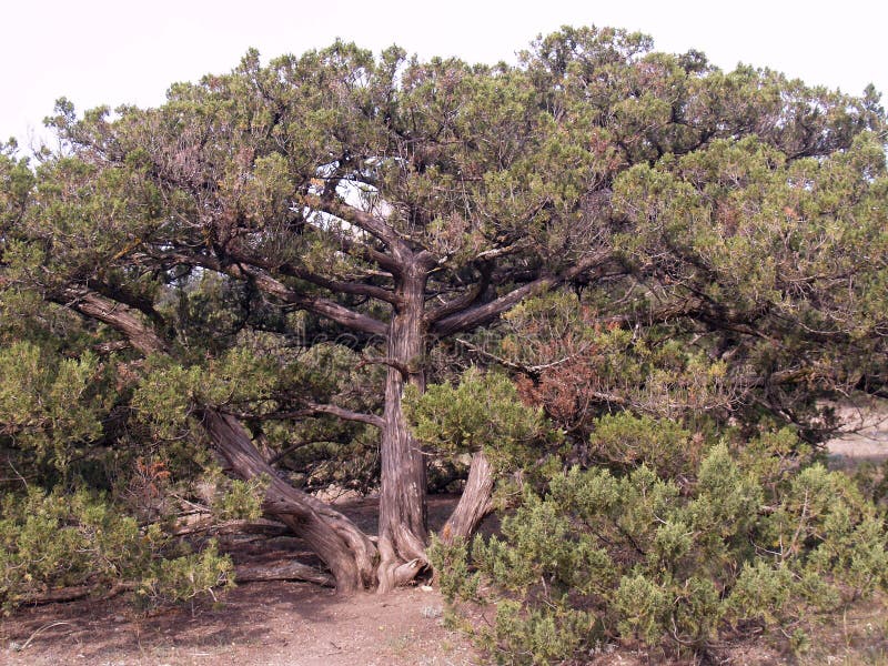 Juniperus Excelsa Natural Reserve Stock Photos - Free & Royalty-Free ...