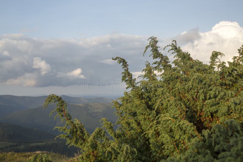 Juniper Tree Juniperus Procera in the Wild Forest Environment, Commonly ...