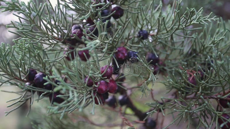 Juniper Tree Juniperus with Seeds in the Forest Stock Footage - Video ...