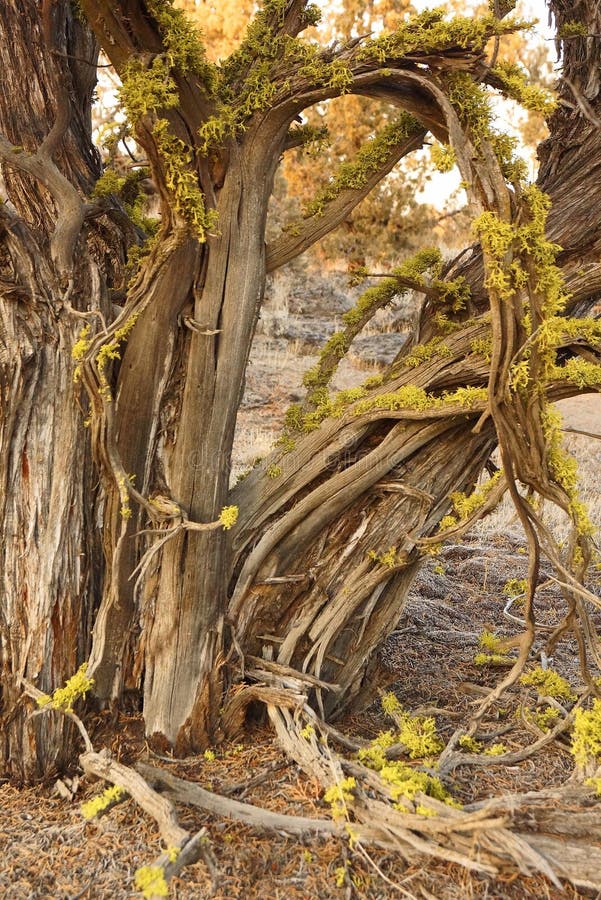 Juniper Tree in Late Afternoon Stock Image - Image of tree, juniper ...