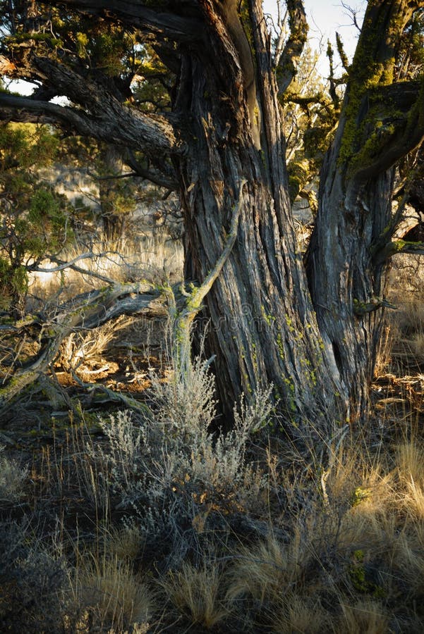 Juniper Tree in Late Afternoon Stock Image - Image of tree, badlands ...