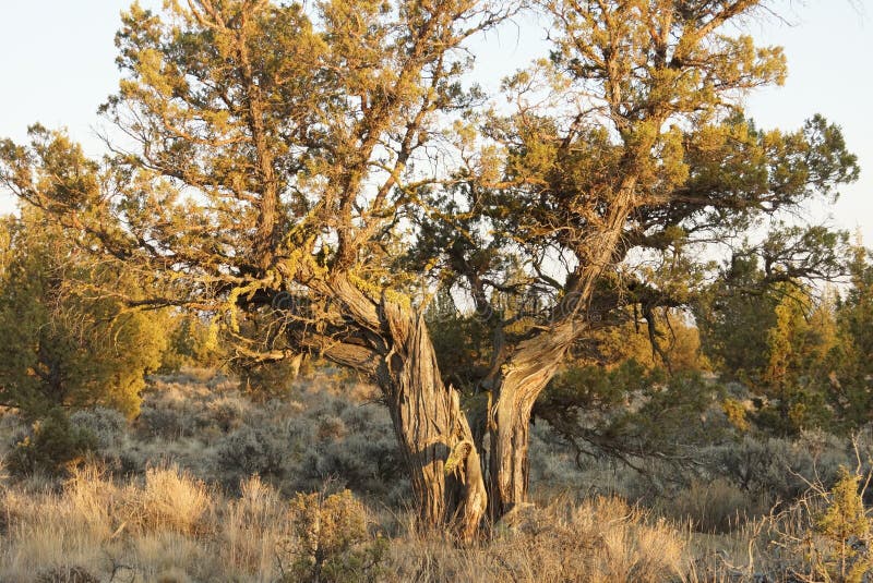 Juniper Tree in Late Afternoon Stock Photo - Image of desert, western ...