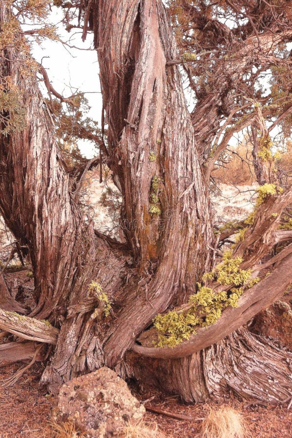 Juniper Tree in Late Afternoon Stock Image - Image of juniper, texture ...