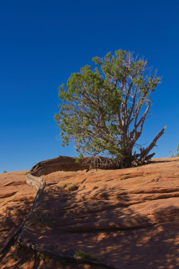 Canyon De Chelly, Arizona with Trees on Top of the Plateau. Stock Image ...