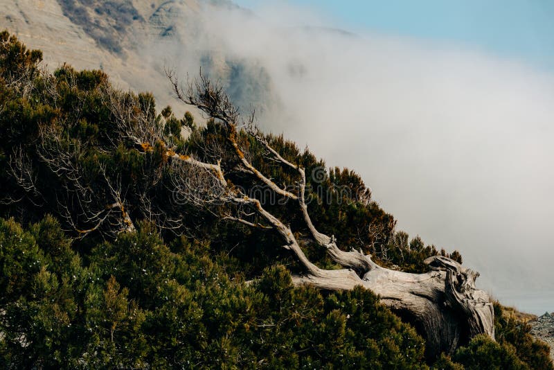 A Juniper Tree with a Lush Coniferous Tree Deformed by Gusts of Wind ...