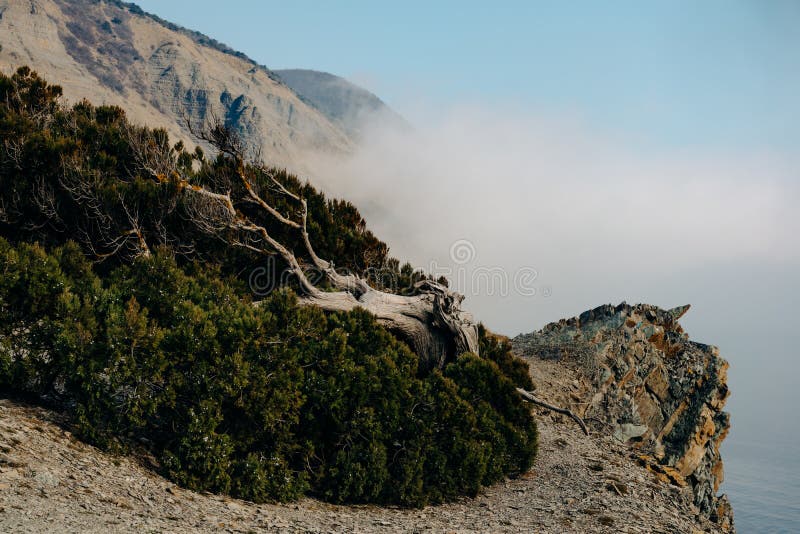 A Juniper Tree with a Lush Coniferous Tree Deformed by Gusts of Wind ...
