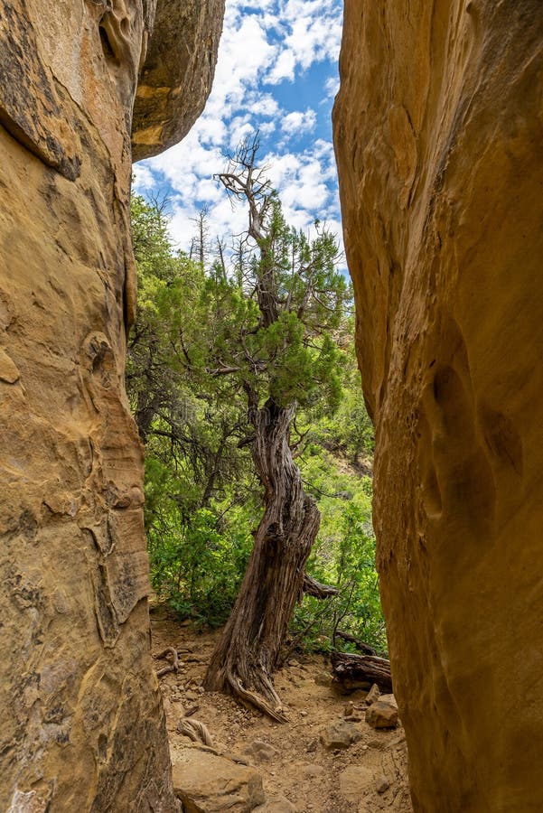 Juniper Tree, Mesa Verde National Park, USA Stock Photo - Image of ...