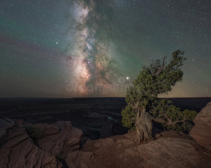 Juniper Tree and the Milky Way Galaxy at Dead Horse Point Stock Photo ...