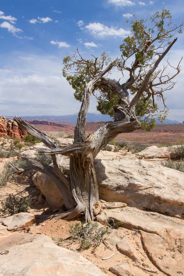 Juniper Tree stock photo. Image of tree, branches, durable - 34970758