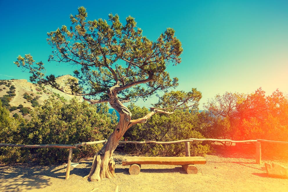 Juniper tree in the park stock image. Image of foliage - 64613619