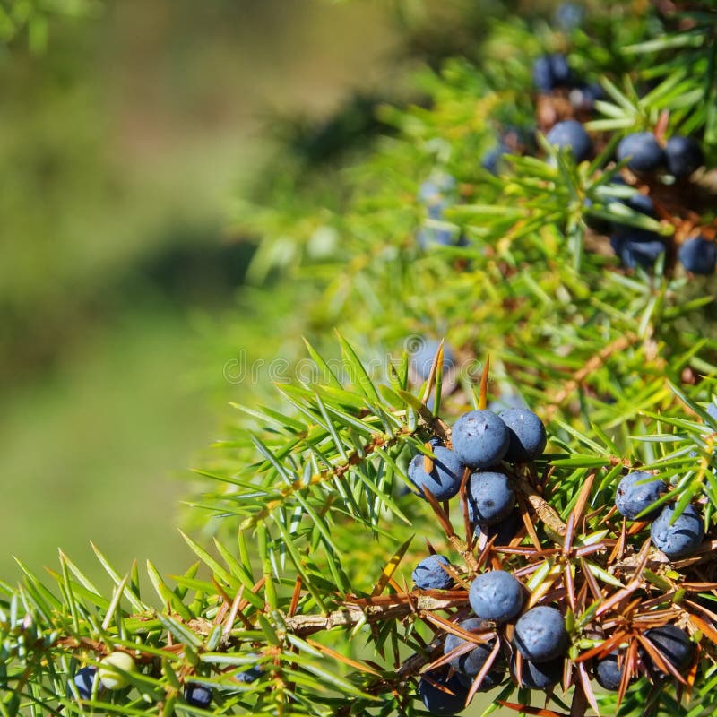 Juniper Berries (juniperus Communis). Stock Photo - Image of branch ...