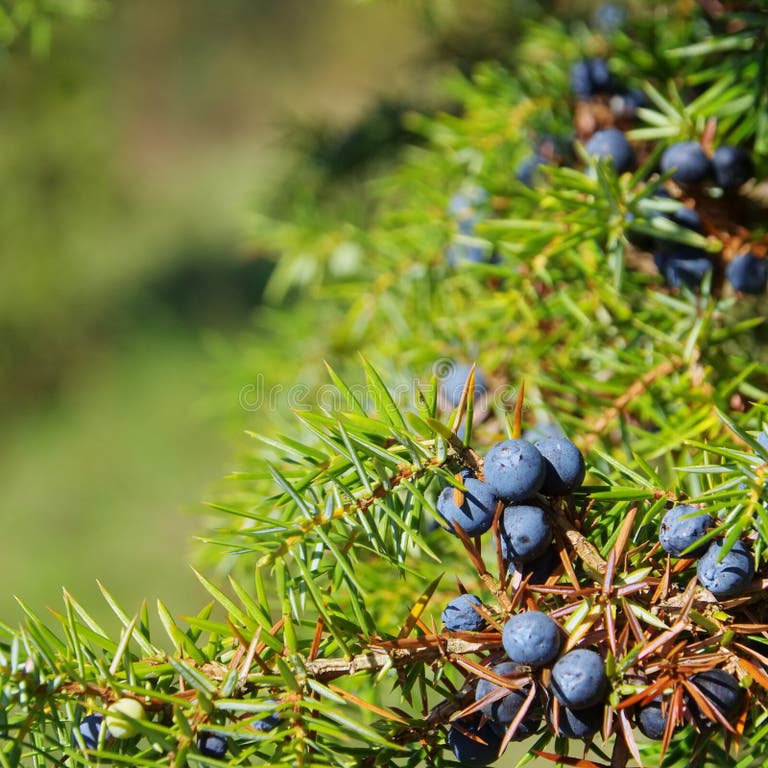Juniper stock image. Image of needle, fruit, spice, juniper - 34892651
