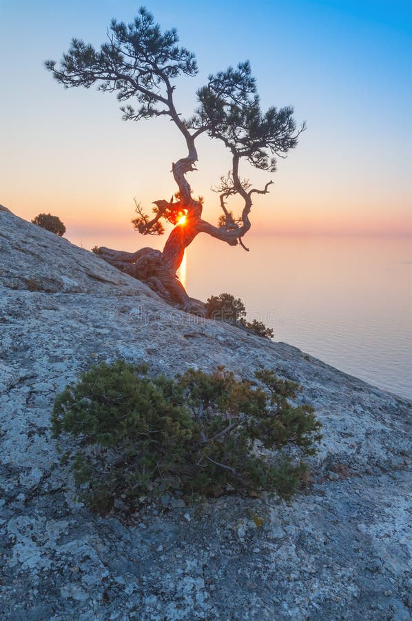 Silhouette of juniper tree stock image. Image of light - 72548417