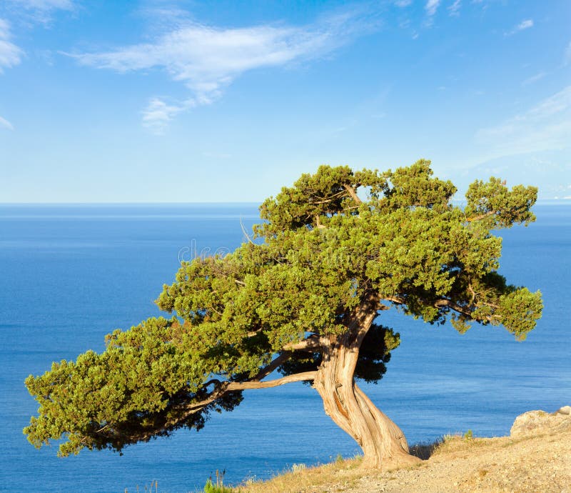 Juniper Tree on Rock (Novyj Svit Reserve, Crimea, Ukraine Stock Image ...
