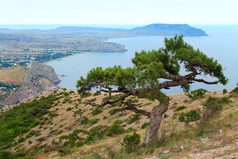 Juniper Tree, Sea And Rainbow Stock Image - Image of coastline, rocky ...