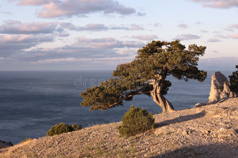 Juniper Tree on Rocky Coast of Black Sea Stock Photo - Image of plant ...