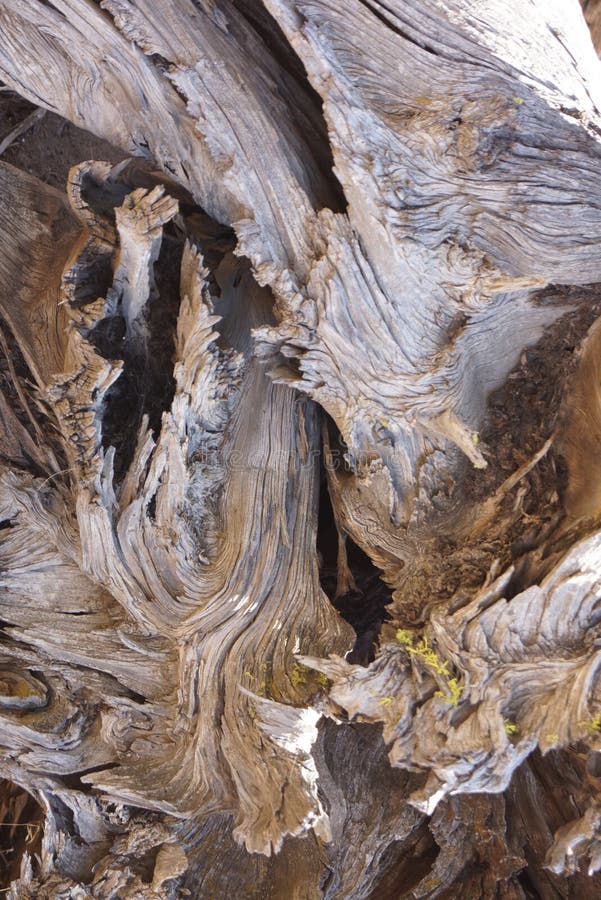 Juniper tree root abstract stock photo. Image of juniper - 129018336