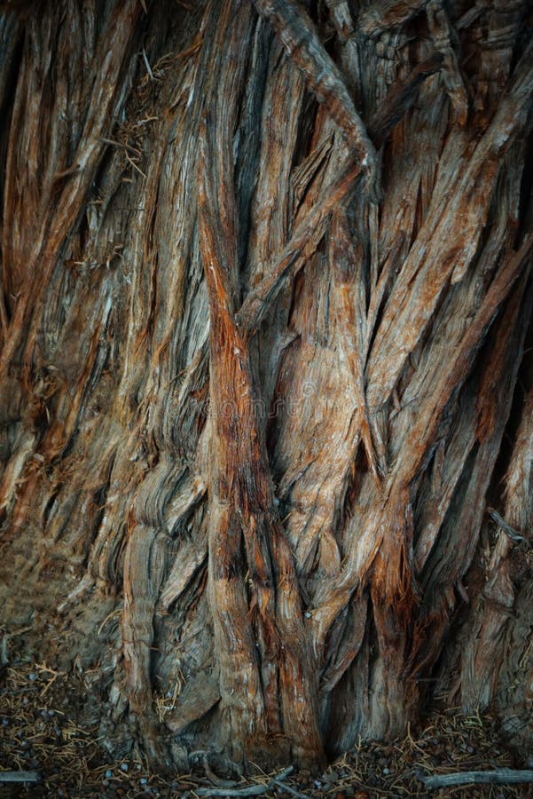 A Juniper Tree Snag in Late Afternoon Stock Photo - Image of detail ...