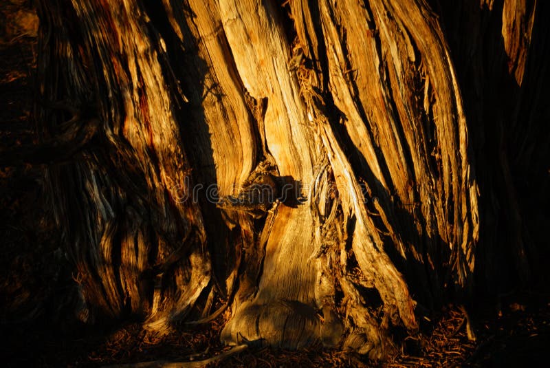 A Juniper Tree Snag in Late Afternoon Stock Image - Image of brown ...