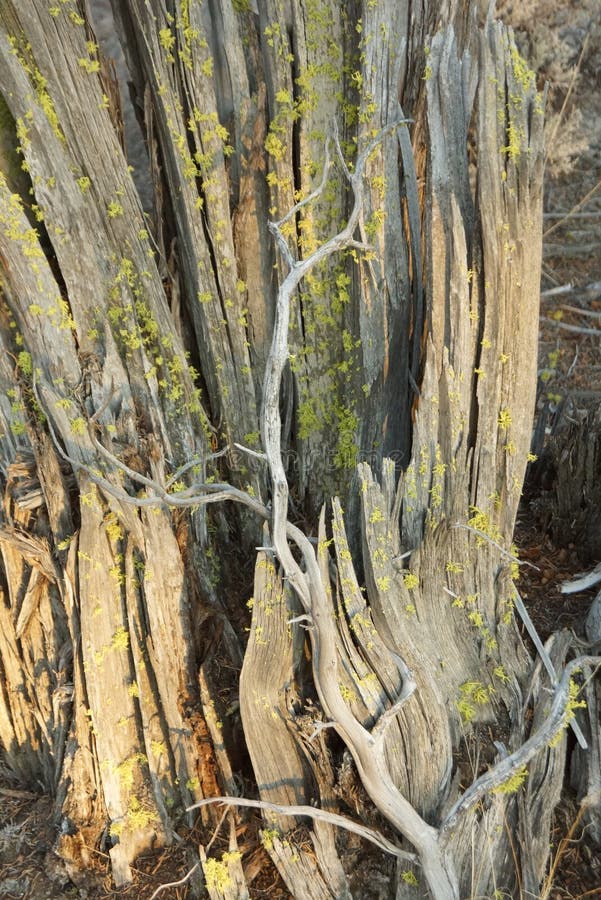 Juniper Tree Snag in Late Afternoon Stock Photo - Image of land ...