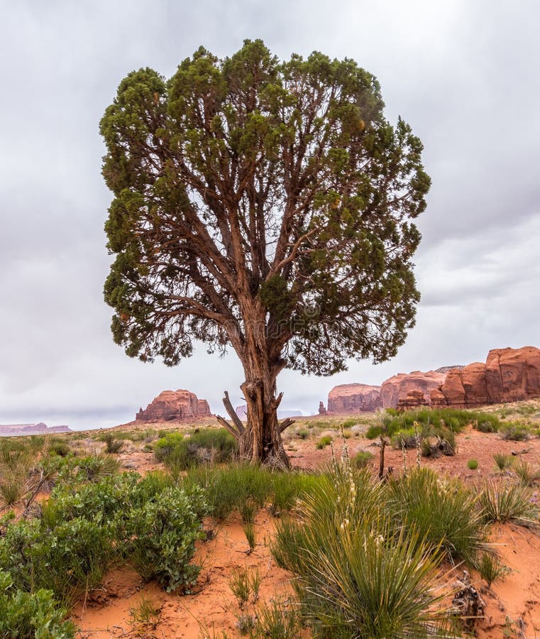 Square Shaped Tree with Desert Landscape in Background. Stock Photo ...