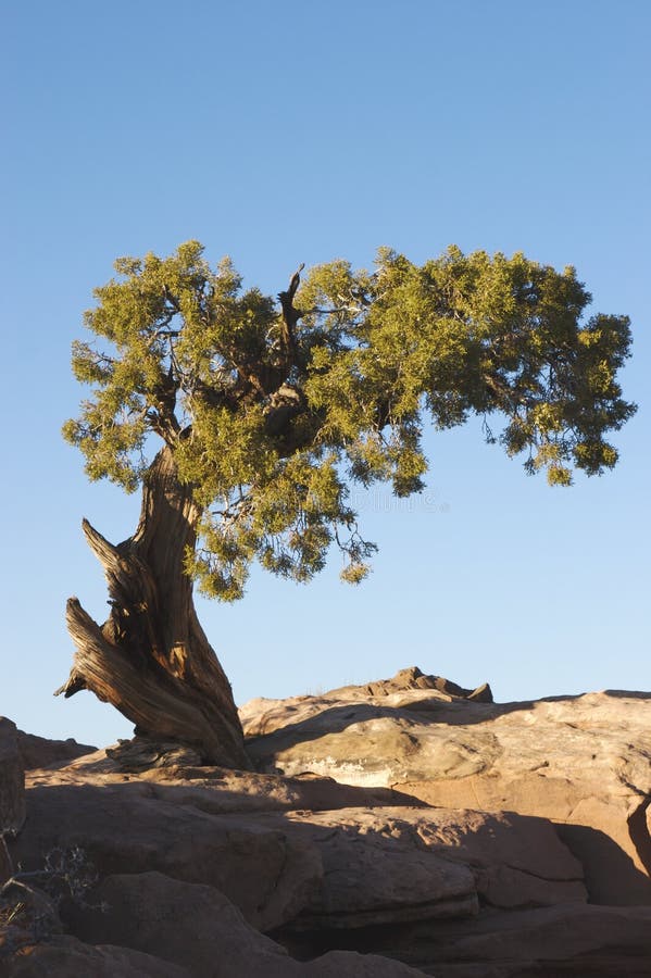 Juniper tree at sunset stock photo. Image of arid, tree - 725836