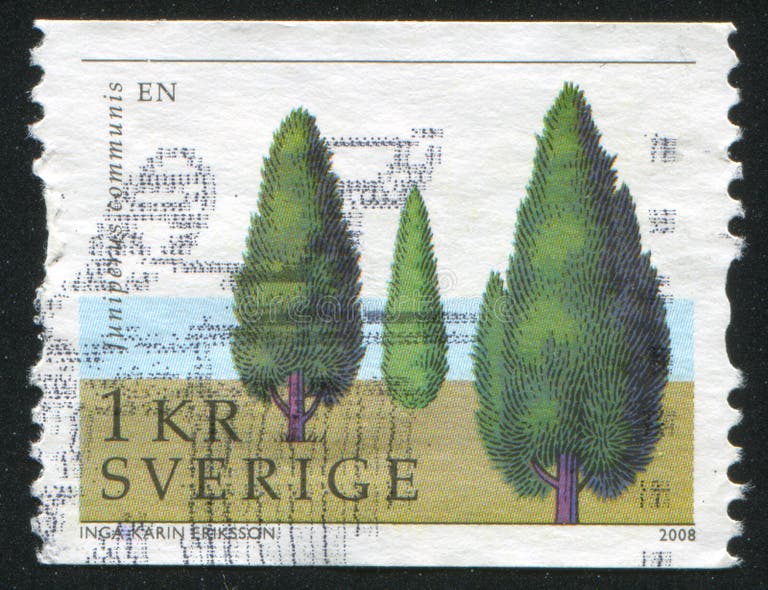 Juniper tree editorial photography. Image of crust, burgeon - 363279107