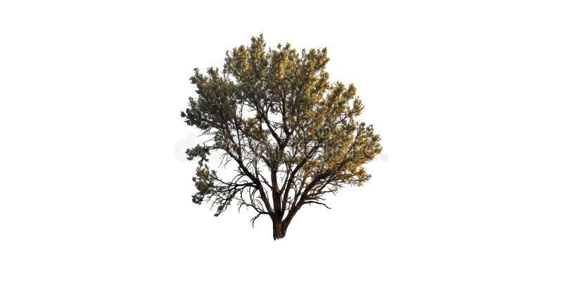 Juniper Tree. Symbol of Nature, Longevity, and Environmental ...