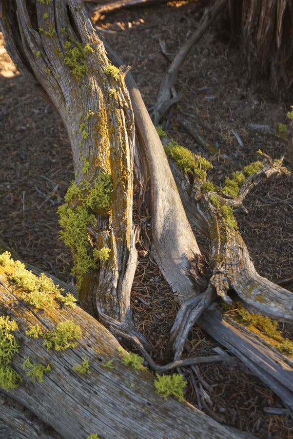 Juniper Tree Trunk in Late Afternoon Stock Photo - Image of afternoon ...