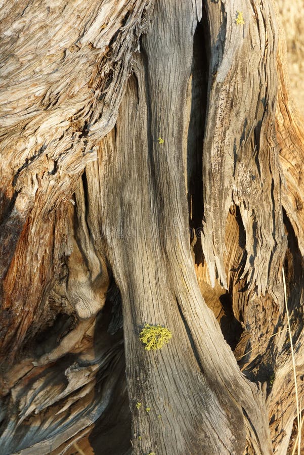 Juniper Tree Trunk in Late Afternoon Stock Image - Image of high, brown ...