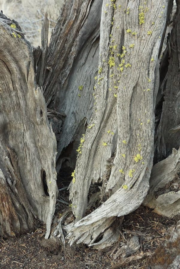 Juniper Tree Trunk in Late Afternoon Stock Image - Image of high ...